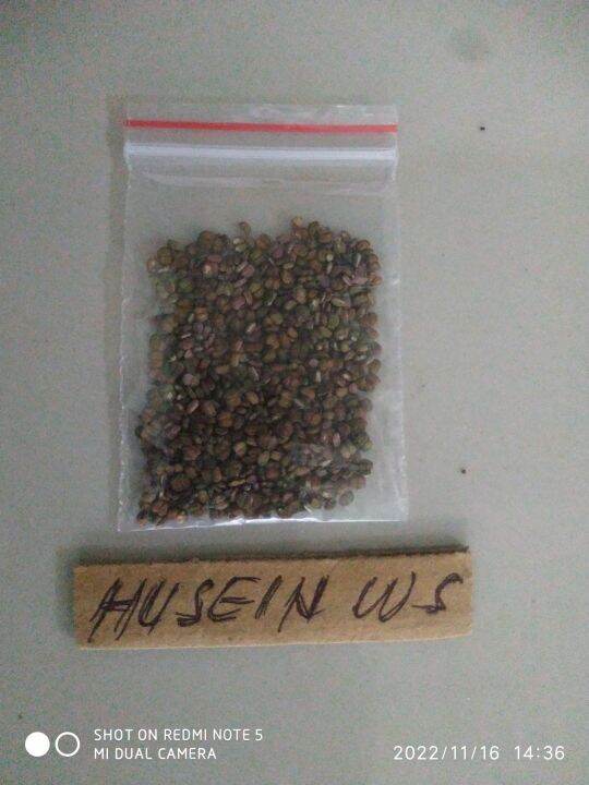 biji benih pegagan benih bibit tanaman pegagan | Lazada Indonesia