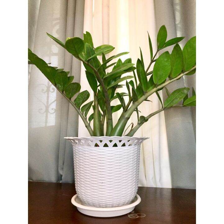 White Flower Rattan Plastic Pot 5 Pcs (10 Inch x 7.5 Inches) Best for ...