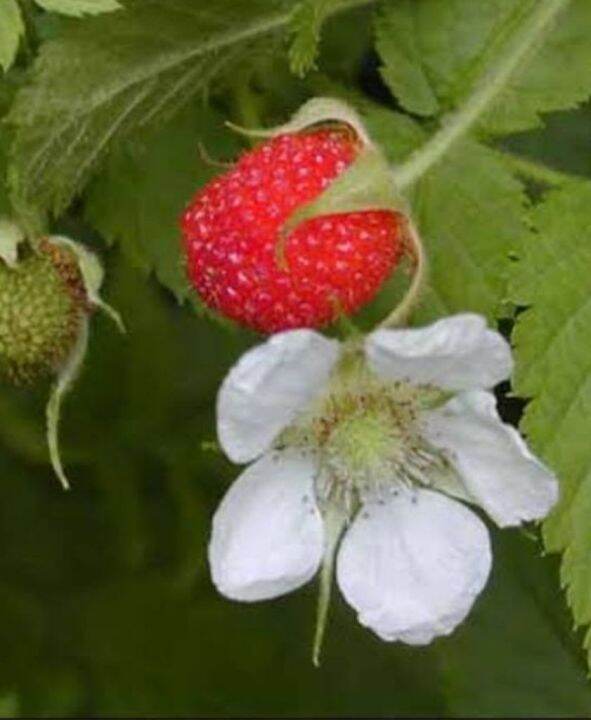 Sapinit or Philippine Raspberry | Lazada PH