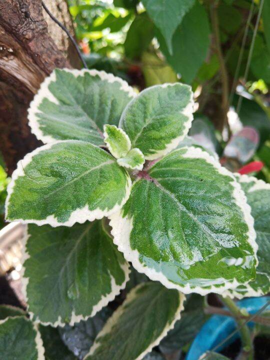 Variegated Oregano | Lazada PH