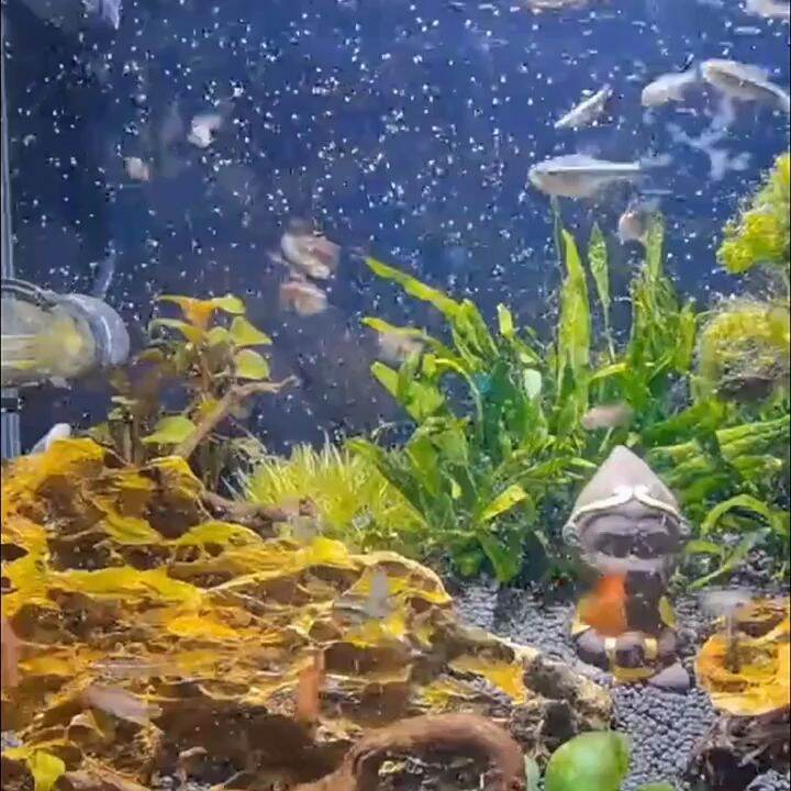 Aquarium Brine Shrimp Incubator Kit Artemia Baby Fish Hatching Bucket ...