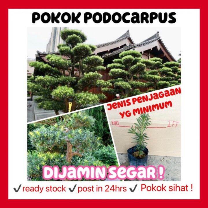 Rina • pokok podocarpus • macrophyllus bonsai Buddhist pine yew tree ...