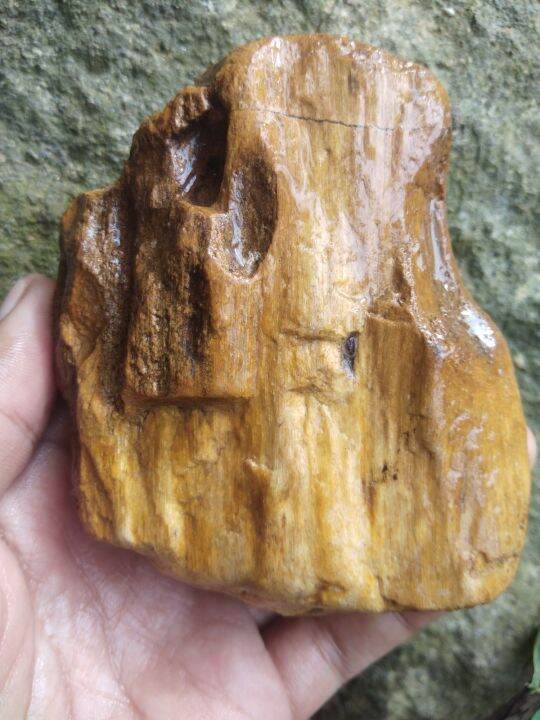 FOSIL KAYU DADAP UNIK | Lazada Indonesia