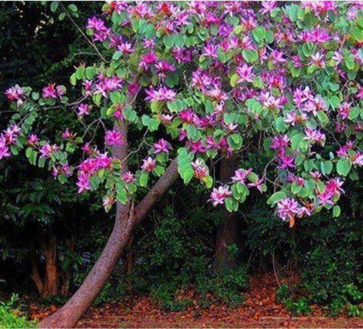 orchid tree | Lazada PH