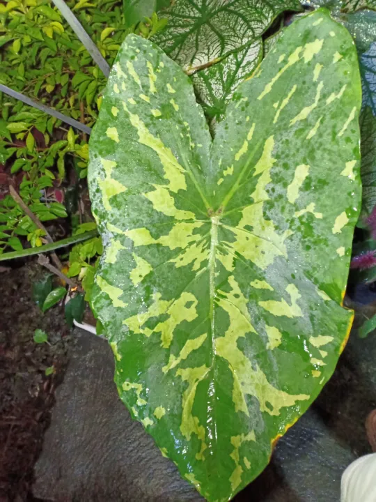 Caladium Varieties | Lazada PH