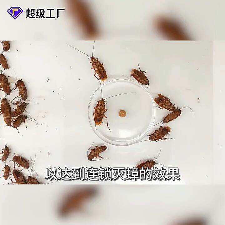 CHITIAN 100% effective Cockroach bait Just 1 stick No cockroaches at ...