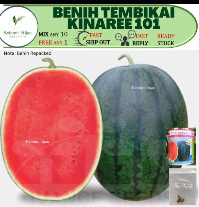 3 biji benih TEMBIKAI KINAREE 101 premium watermelon seed | Lazada