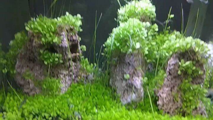 Aquatic Dragon Stone Rock Aquascaping Stone Aquariums Decoration ...