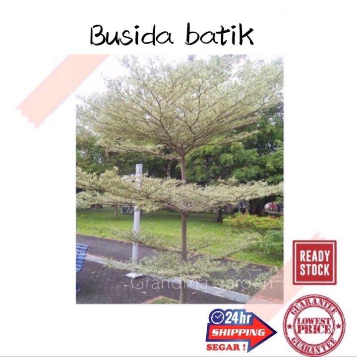 (GG real plant) busida batik ^ pokok doa bucida putih pokok tadah ...
