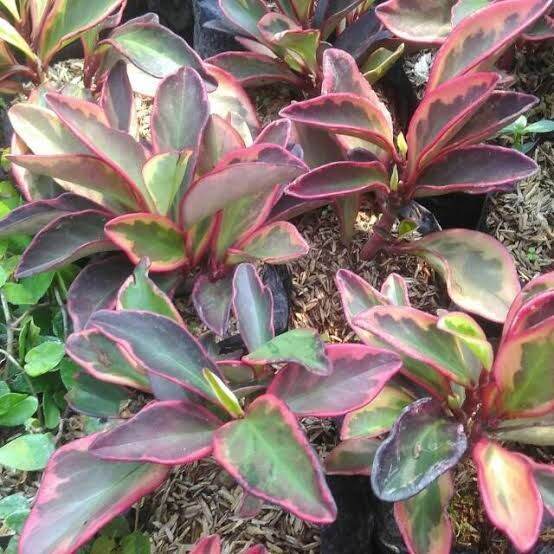 Tanaman Hias Peperomia Clusiifolia - Tanaman Teplan Tricolor Merah ...