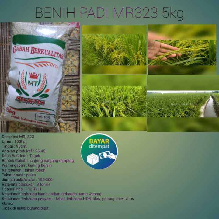 BENIH PADI MR 323 KEMASAN 5KG | Lazada Indonesia