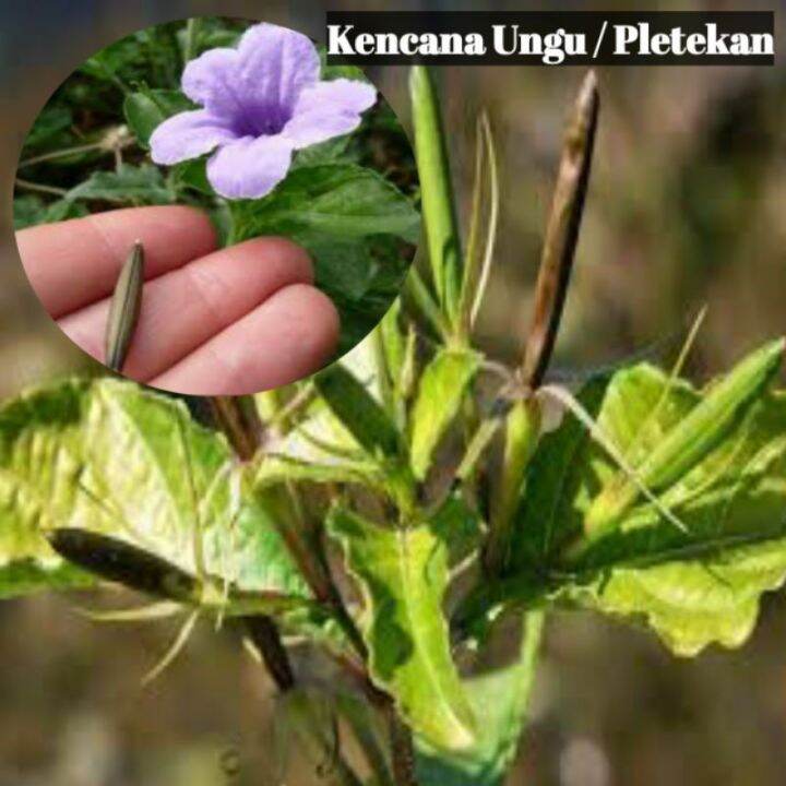 Tanaman Herbal Kencana Ungu atau Pletekan isi 20 Pohon Di Cabut Dengan ...