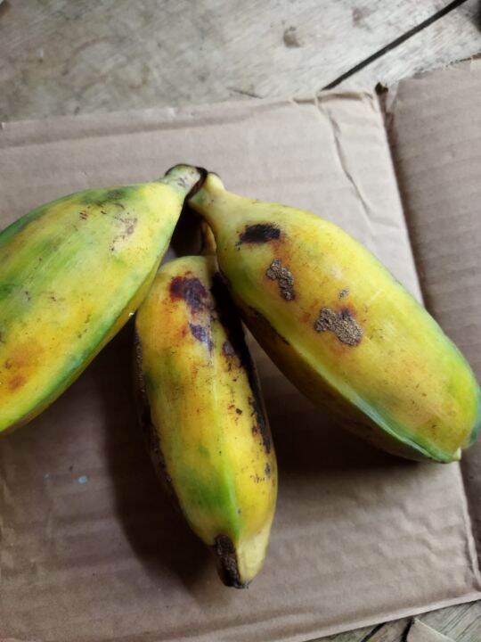 Pisang batu matang 1KG | Lazada Indonesia
