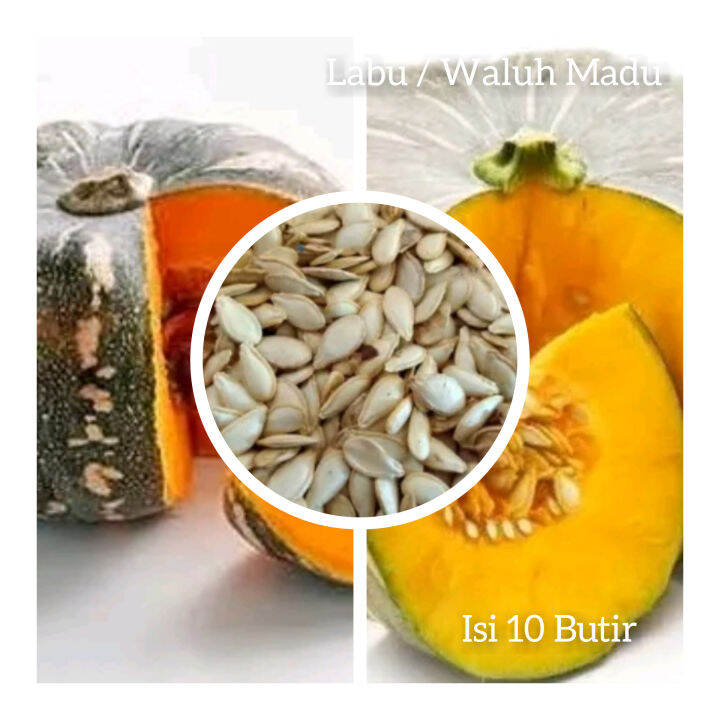 Benih Unggul Labu Waluh Madu Jumbo Isi 10 Butir Benih Kemasan Repak ...