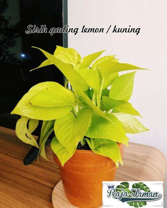 Tanaman hias sirih gading Lemon/kuning / Epipremnum aureum | Lazada ...