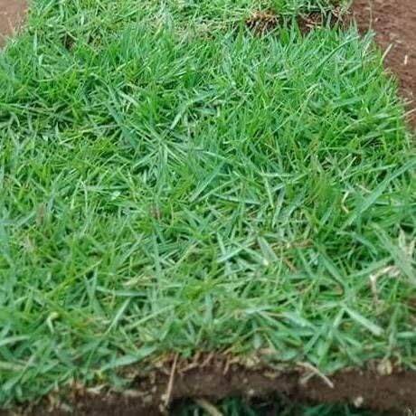 rumput peking rumput jepang 50cm x 50cm | Lazada Indonesia