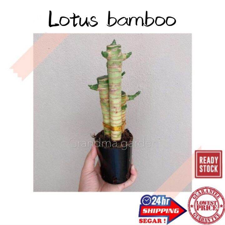 [GG real plant] lotus bamboo 3in1 ^ indoor live house plant pokok hidup ...