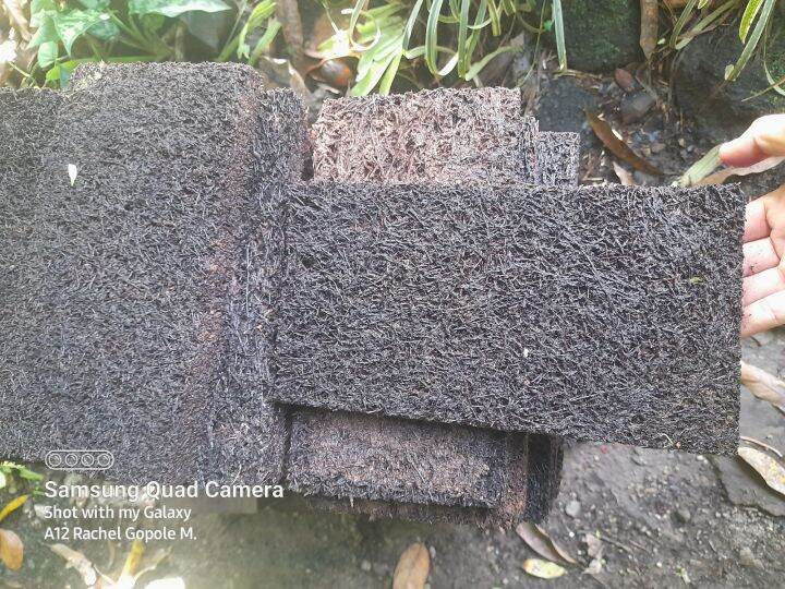 Slab fern for hanging plants,orchids or fern 12pc for only 380 | Lazada PH