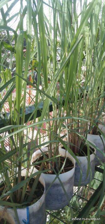 lemon grass (tanglad) live plants with soils and plastic pot | Lazada PH