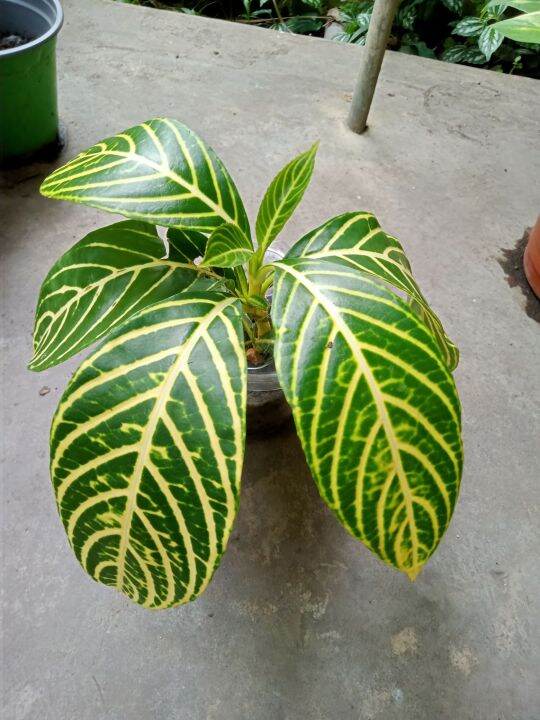 Sanchezia | Lazada