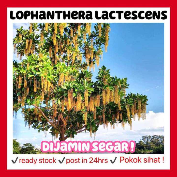 RINA • lophanthera lactescens • golden chain tree bunga rantai emas ...