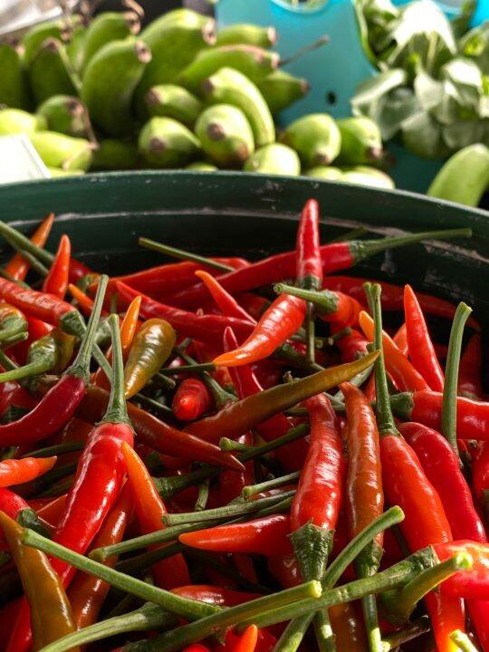 Taiwan Red Hot Chilli Pepper | Lazada PH