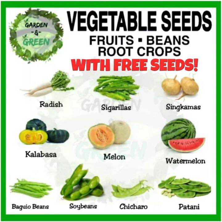 Vegetable seeds beans fruit seeds squash watermelon sigarillas patani ...
