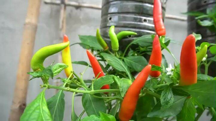 (80 SEEDS) VALUE PACK-SILING TAIWAN/SUPER HOT/TAIWAN EXPRESS/EASY TO ...