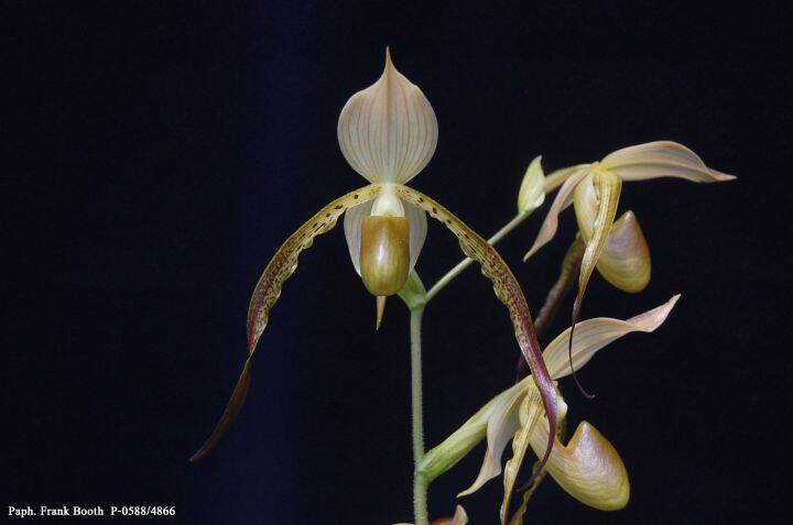 Paph.stonei'6204' x Paph.parishii'6201' ขนาดที่ขายกระถาง 2 นิ้ว ...