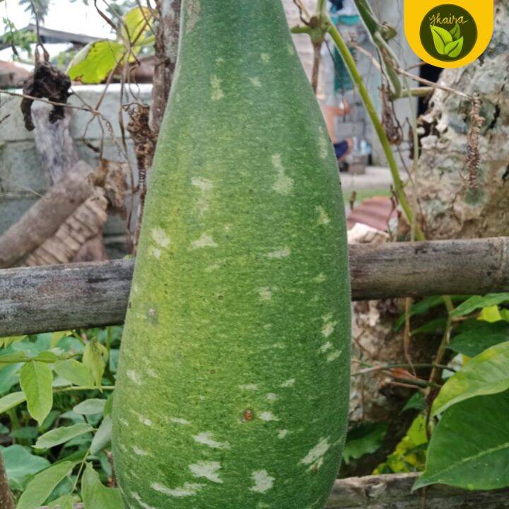 upo tagalog variety 5 pcs. binhi pantanim vegetable garden plant ...