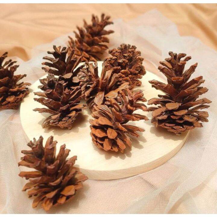 Buah cemara/pinus | Lazada Indonesia