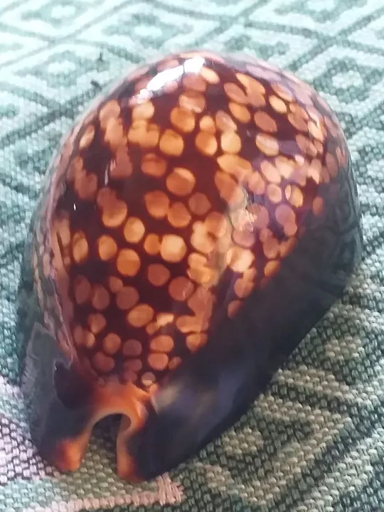 seashells chocolate cowry..cypraea mauritiana 82 mm..new stock | Lazada PH