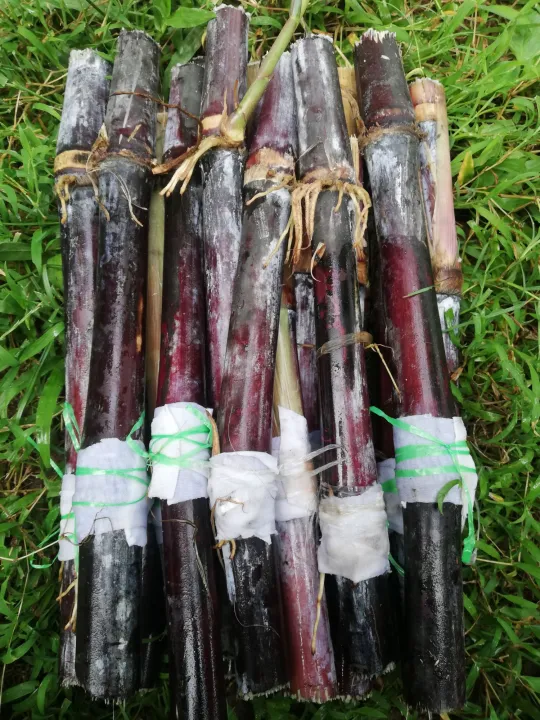Purple Napier Grass Cuttings 15pcs forages for cow carabao goat rabbit ...