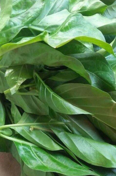 Daun Pucuk Mengkudu Segar | Lazada Indonesia