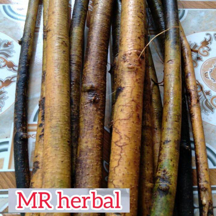 Akar tuba Akar Kawao segar per 1 kg | Lazada Indonesia