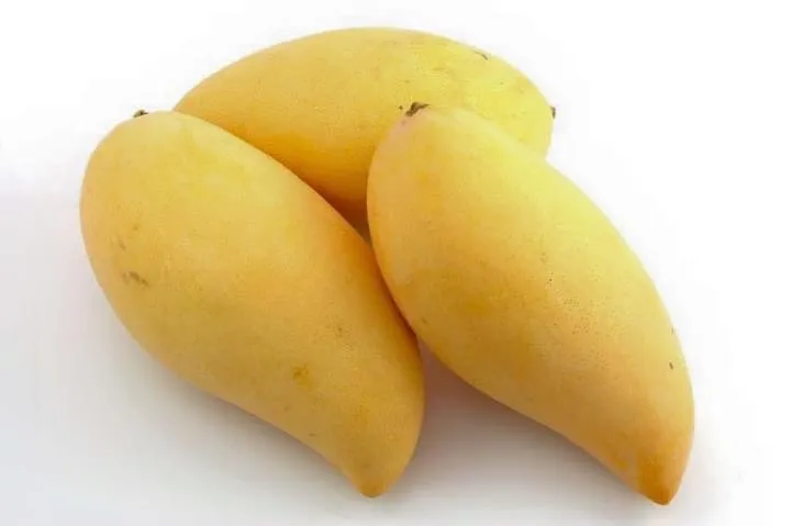 Pokok kahwin mangga / mempelam chokanan | Lazada