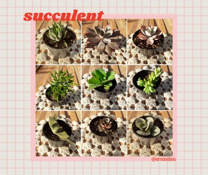 #5 Succulent - PILIH JENIS SEKULEN SESUAI SELERA [Tanaman Hias Sekulen ...