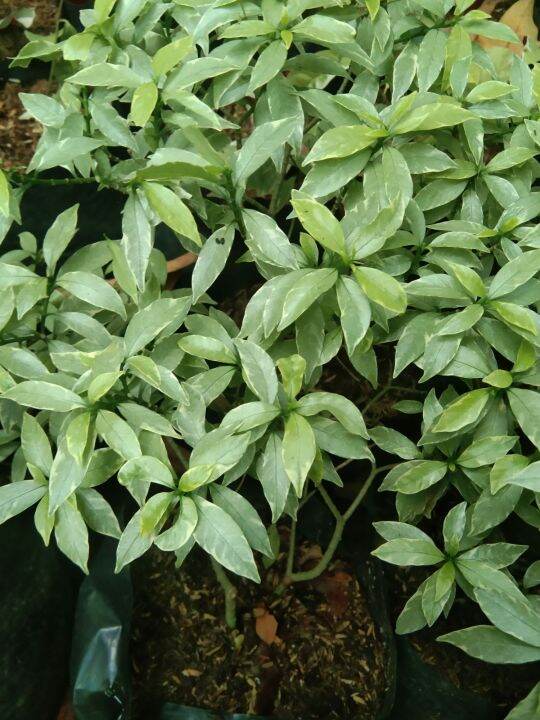 Silver Dwarf Pandakaki (Silvery Color) Outdoor Plants for Landscape ...