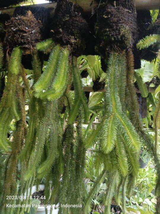 Tanaman hidup Paku Ekor tipai /kumpai | Lazada Indonesia