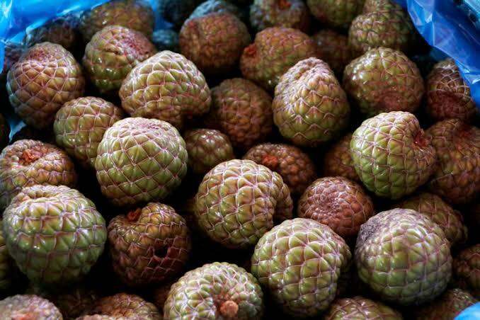 buah pohon rumbia, buah pohon sagu buah pohon kirai 1 kg | Lazada Indonesia