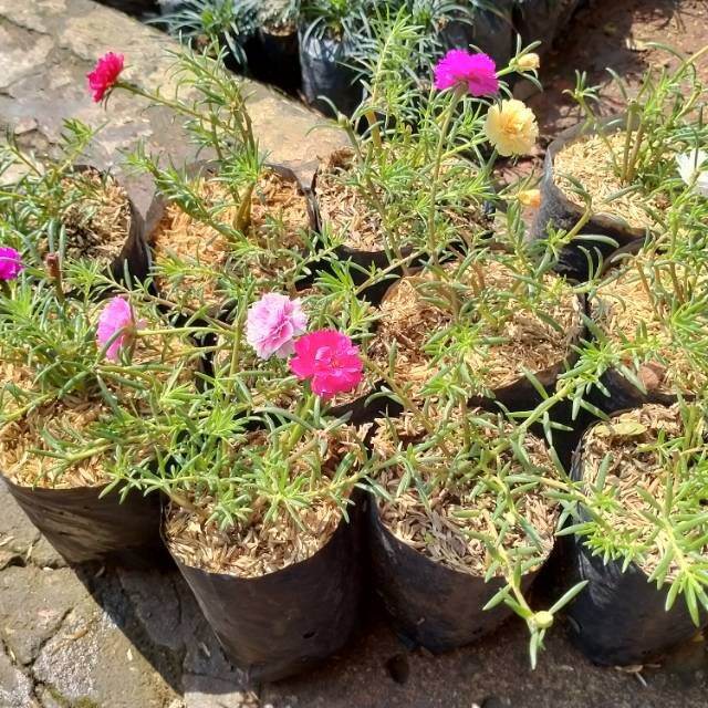 Tanaman hias sutra bombay tumpuk/mossrose/bunga pukul 9 tumpuk/bunga ...