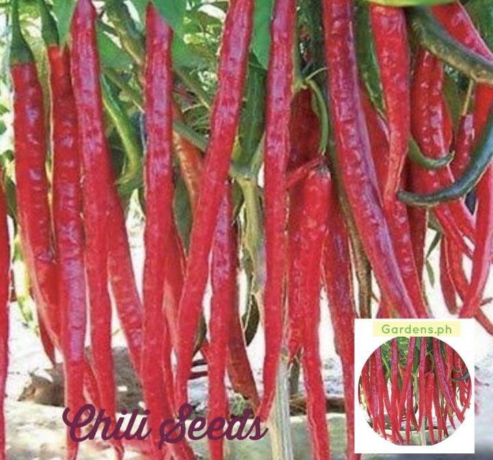 Giant Red Spicy Thai Chili Vegetable Seeds Tropical Seed | Lazada PH