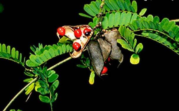 Daun saga rambat segar 100 helai plus biji saga | Lazada Indonesia