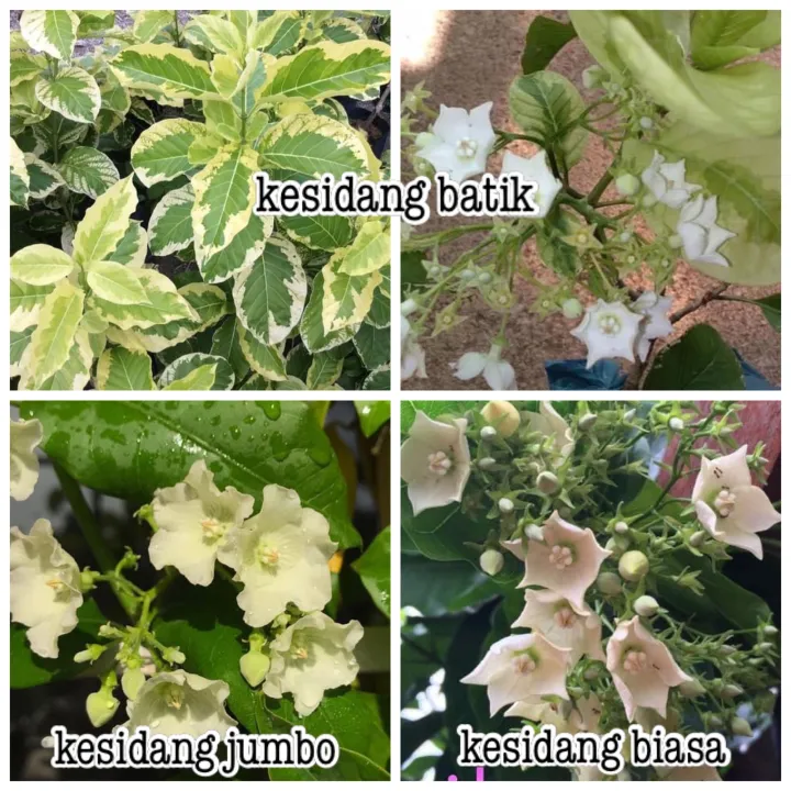 Pokok bunga wangi kesidang / tikam seladang / kerak nasi jenis biasa ...