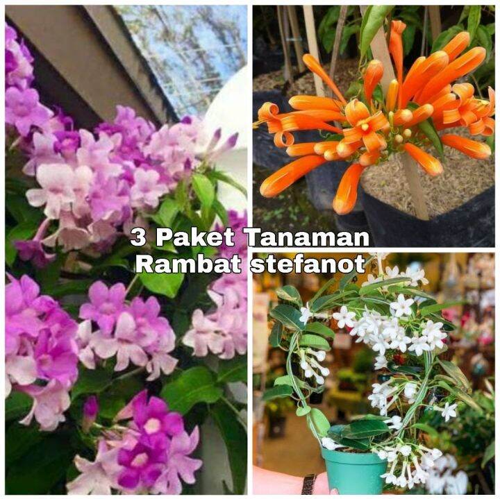 3 Paket Tanaman Stefanot / stephanotis floribunda | Lazada Indonesia