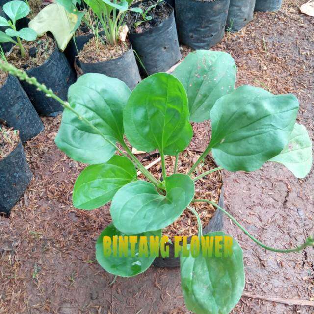 tanaman herbal daun sendok Ki urat | Lazada Indonesia