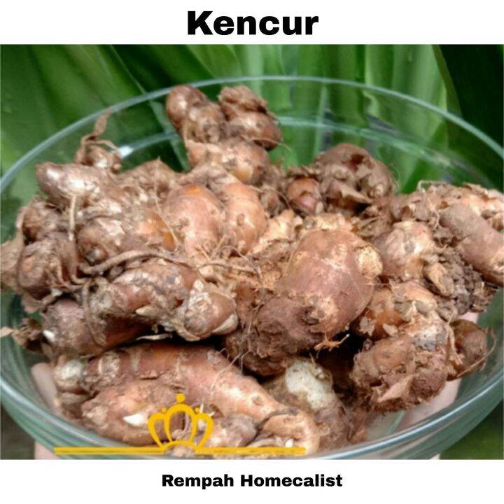 kencur 500gr Kencur Seblak Kencur Segar Cikur | Lazada Indonesia