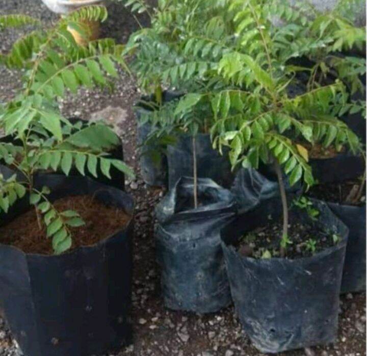Pokok Kari Curry Leaves Plant | Lazada