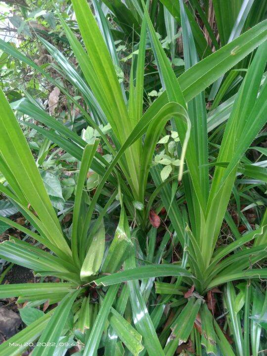 Pandan Lalaki roots gamot sa Binat at iba pang uri Ng sakit | Lazada PH
