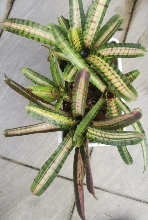 bromeliad neoregelia Bold Zebra | Lazada
